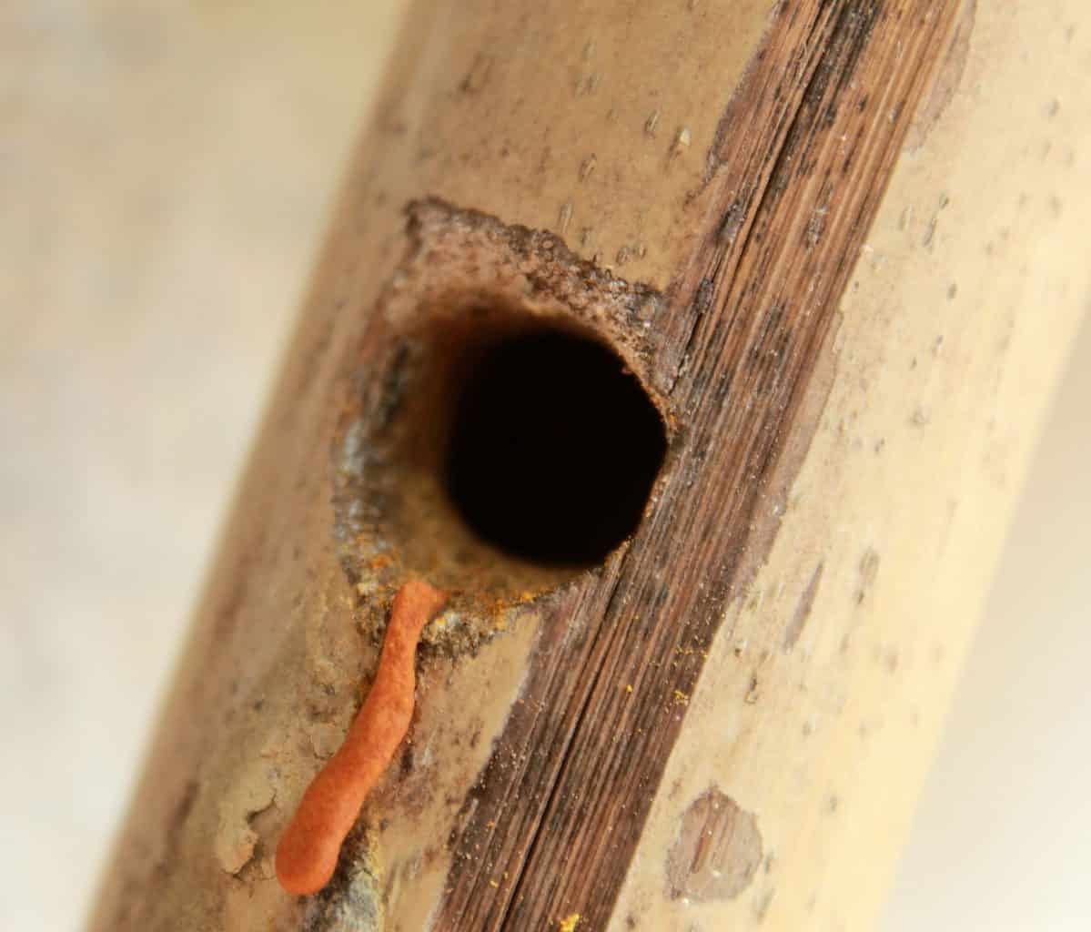 How to Get Rid of Carpenter Bees Fast (14 methods)