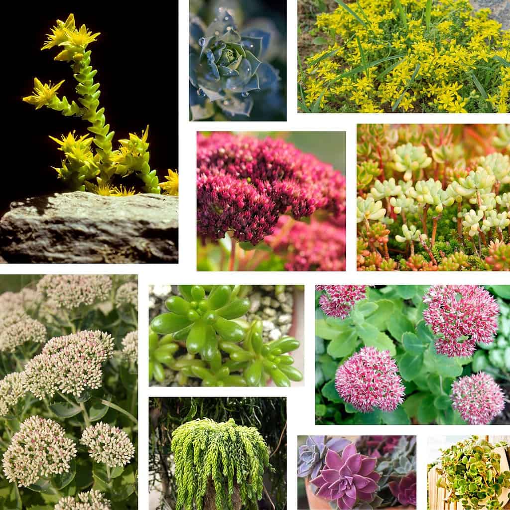 Harry Rufus | Top Tips and Ideas for your House and Garden