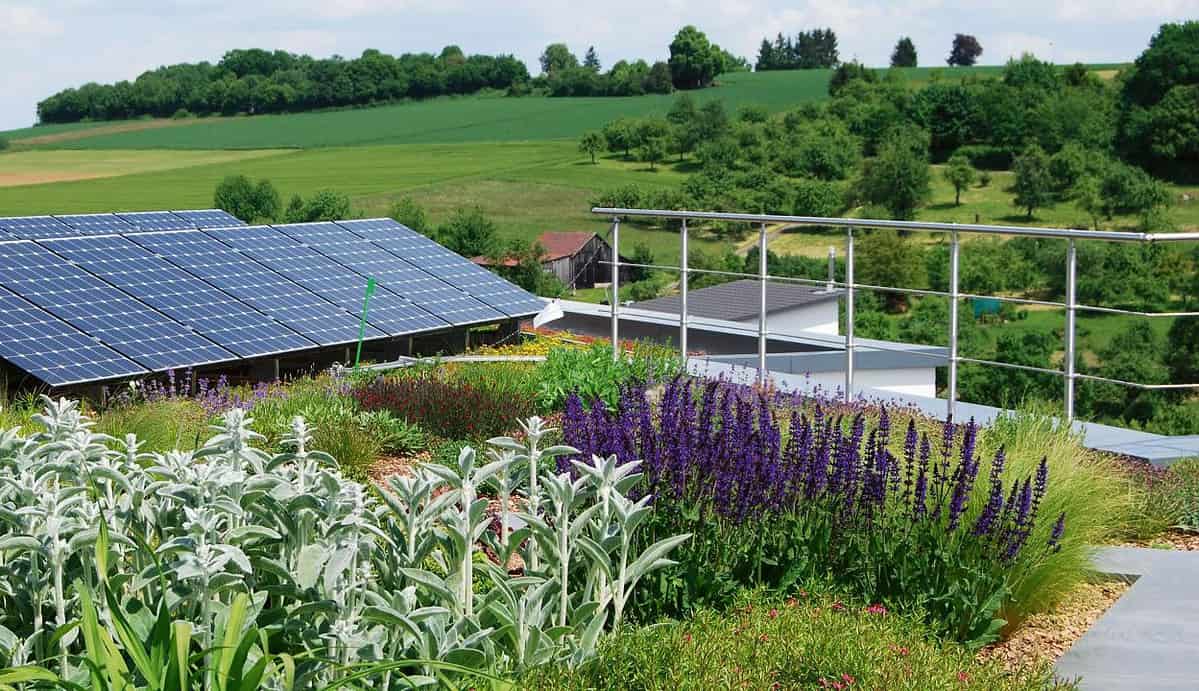 Harry Rufus | Top Tips and Ideas for your House and Garden